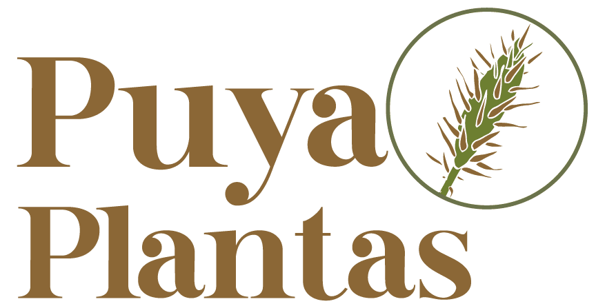 Filodendro longifolio - Puya Plantas